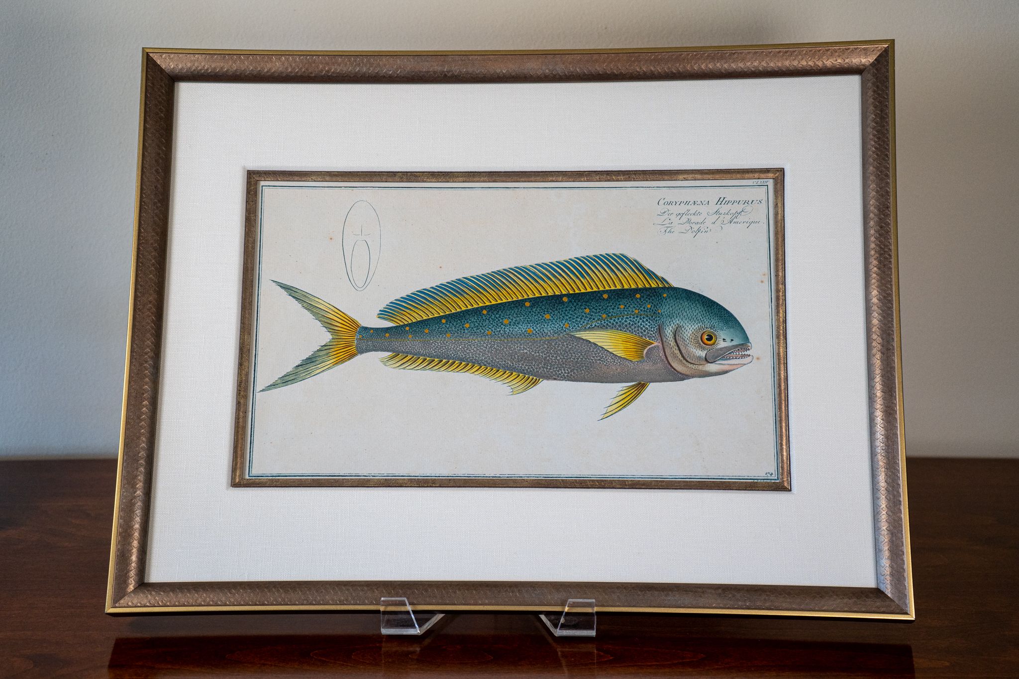 Rare Marcus Elieser Bloch - The Dolphin Fish (Mahi Mahi) - Plate 117 ...