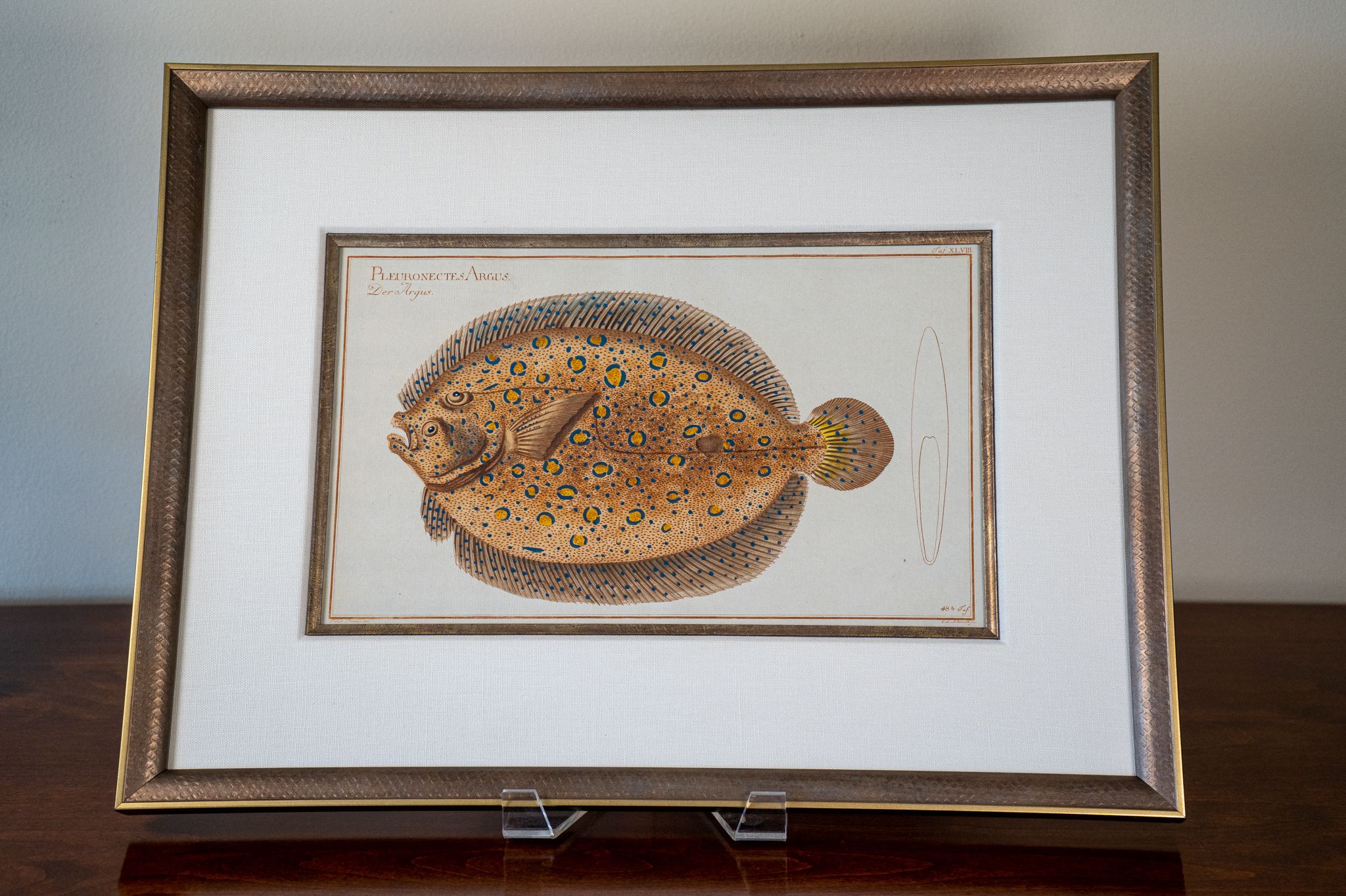 Rare Original Marcus Elieser Bloch Print of The Argus Flounder - Plate ...