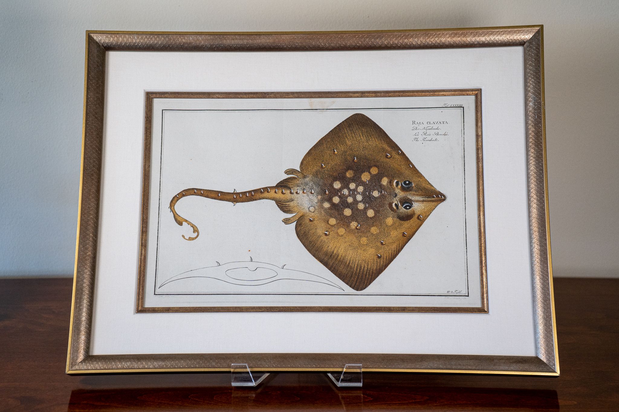 Rare Marcus Elieser Bloch - “The Thornback Ray” - Plate 83 - Circa 1785 ...